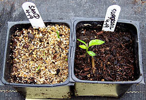 Pepper growing tips from Redwood City Seed Company.